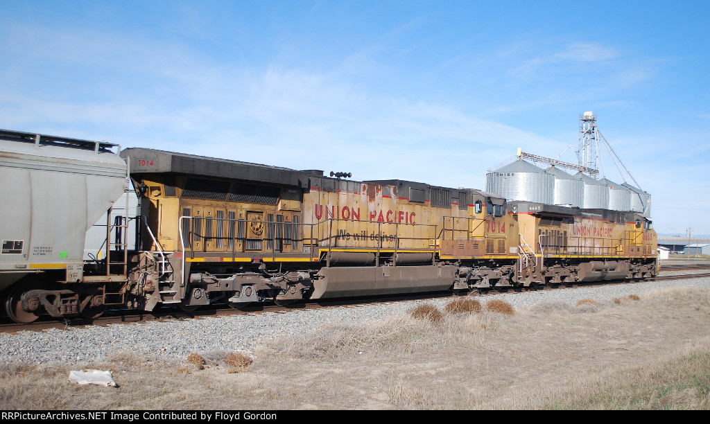 UP 7014 and UP 6665 on point of westbound grain train